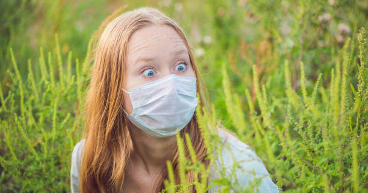 Аллергия на амброзию: симптомы, лечение, профилактика - IVONA.UA